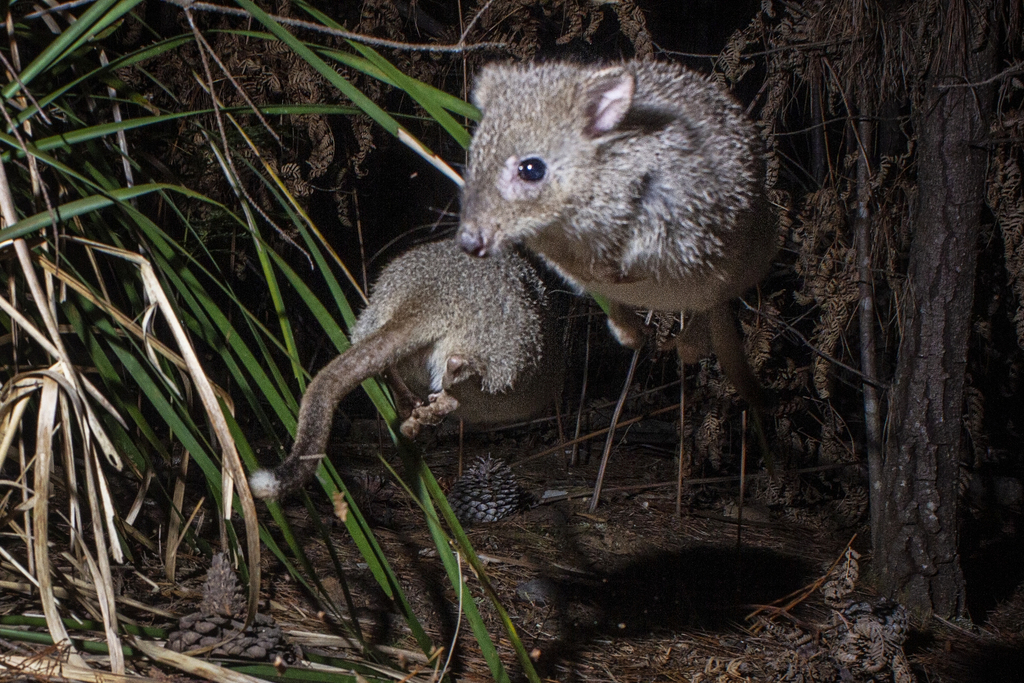Macropods (Macropodiformes) - Know Your Mammals