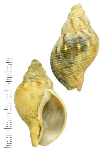 Siphonalia fusoides · iNaturalist United Kingdom