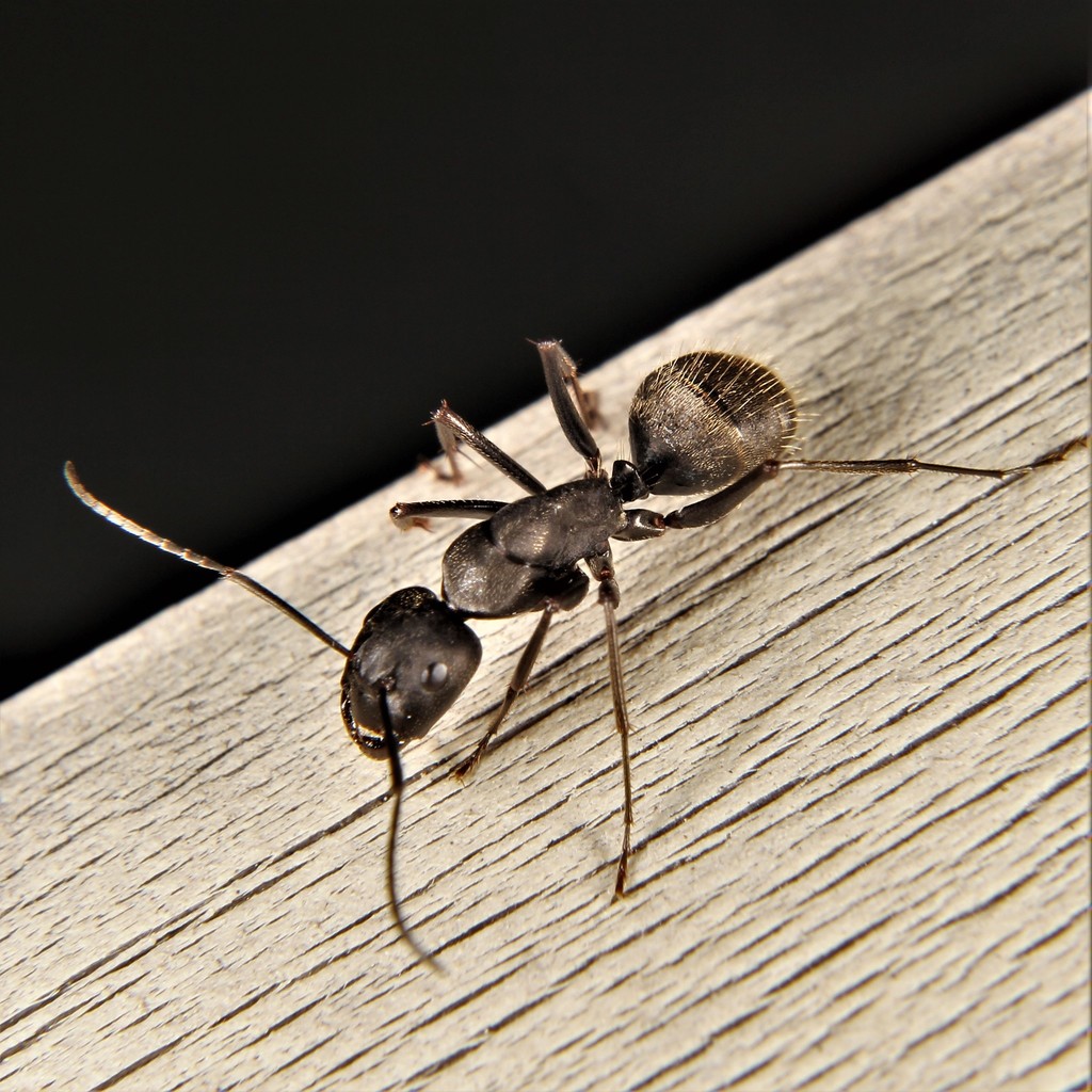 Japanese Carpenter Ant from Hongocho Zennyuji, Mihara, Hiroshima 729 ...