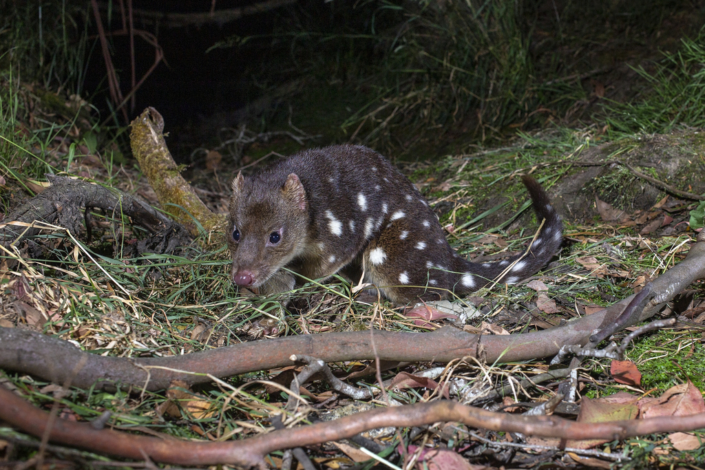 Spotted-tailed Quoll (Dasyurus maculatus) - Know Your Mammals