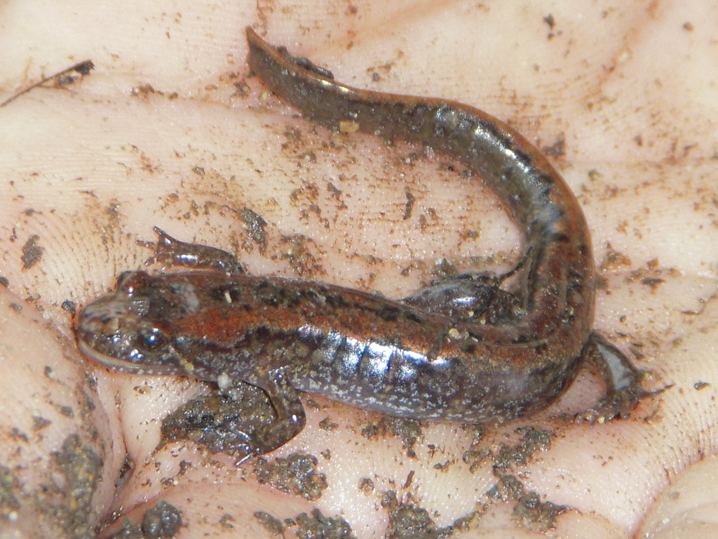 Northern Dusky Salamander from Tuscola County, MI, USA on June 27, 2010 ...