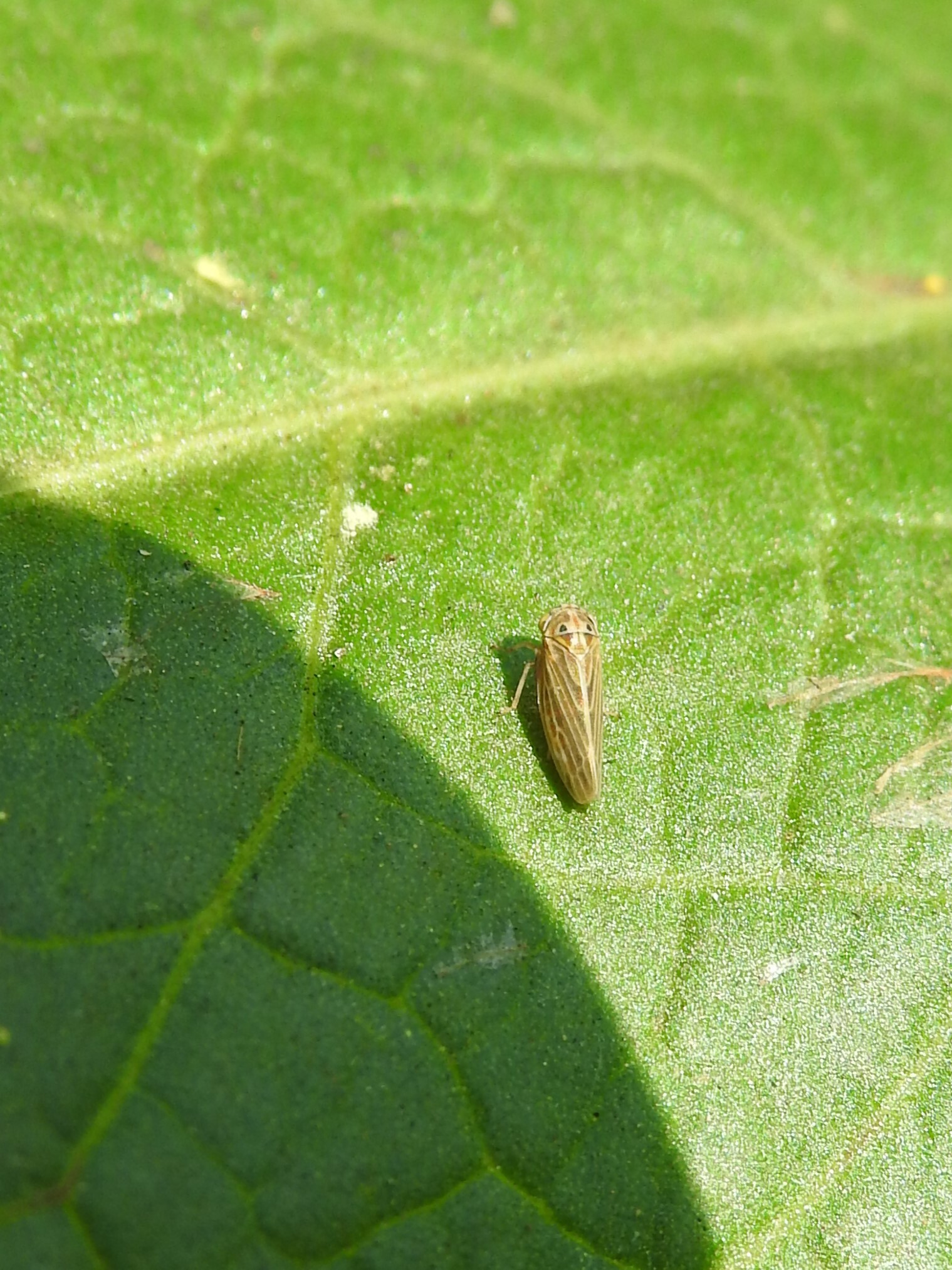 Agallia constricta | Insect Vectors of Plant Disease