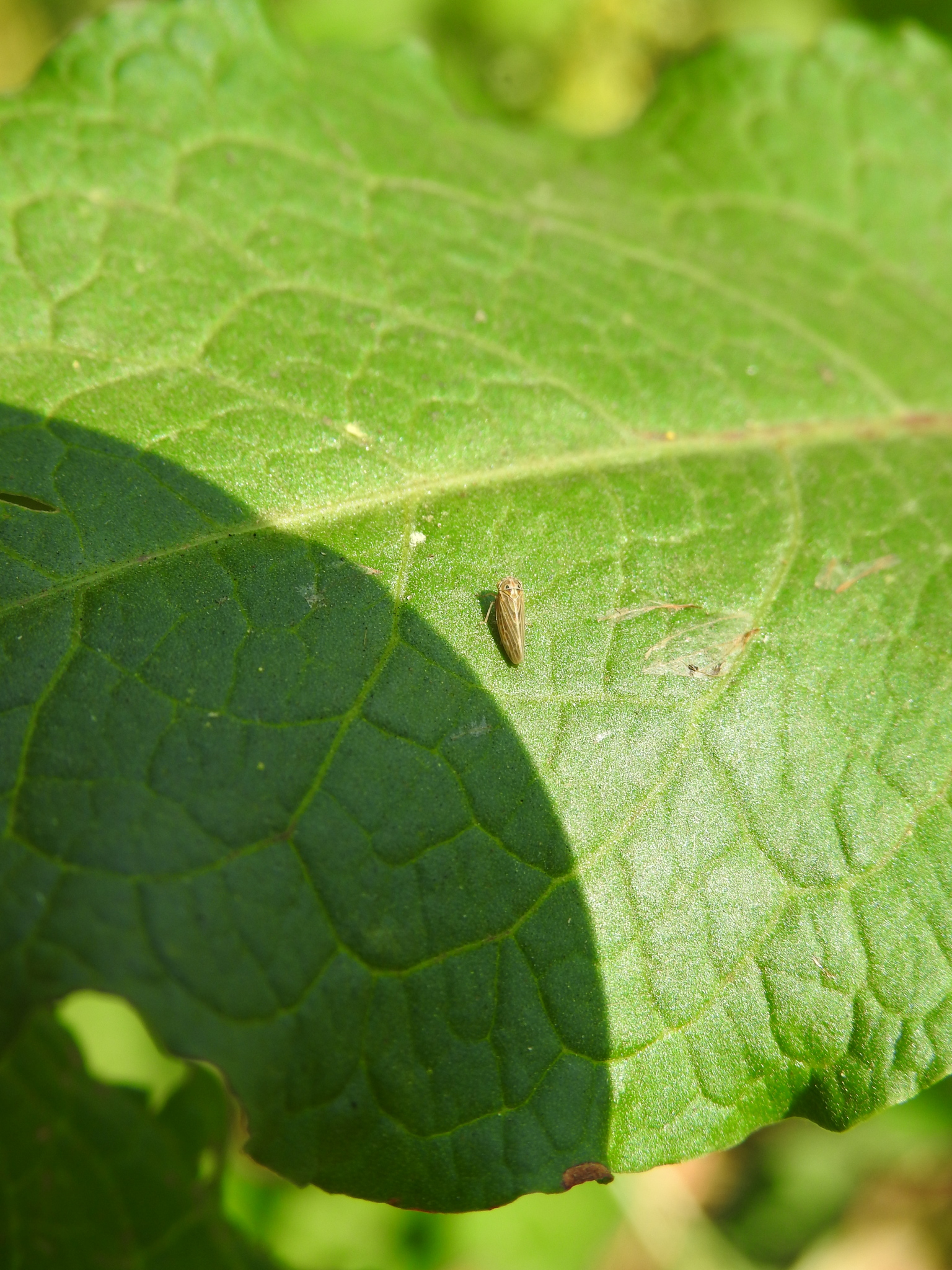 Agallia constricta | Insect Vectors of Plant Disease