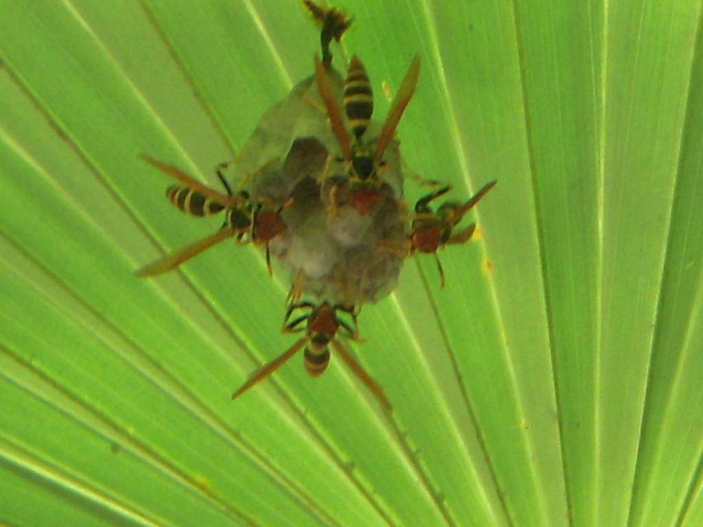 Caribbean Paper Wasp from Havensight, St Thomas 00802, USVI on July 4 ...