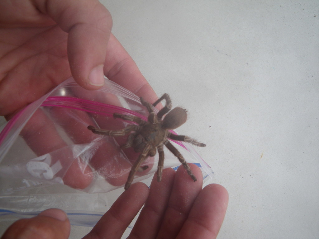 Cyrtopholis from Northside, St Thomas 00802, USVI on July 6, 2010 at 07 ...
