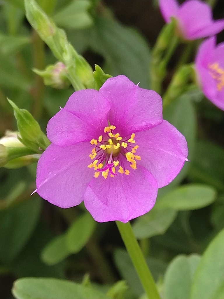 (Talinum) - Botanical Realm