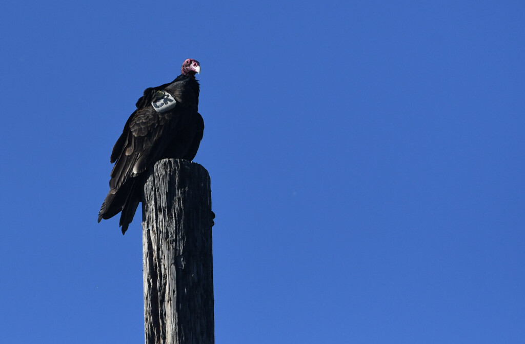 Turkey Vulture from Orange County, CA, USA on February 1, 2026 at 10:20 ...