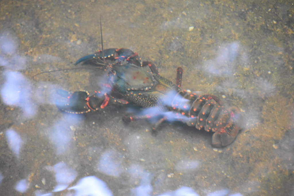 Giant Spiny Crayfish from Springwood NSW 2777, Australia on February 15 ...