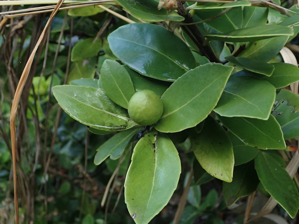 Wild Calabash (Elaeodendron xylocarpum) - Botanical Realm