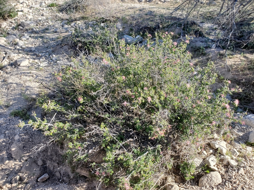 pink fairy-duster in February 2020 by Bob Miller · iNaturalist