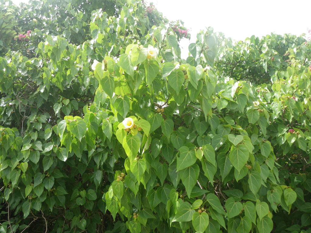 Portia tree from Central, St John 00830, USVI on July 7, 2010 at 09:50 ...