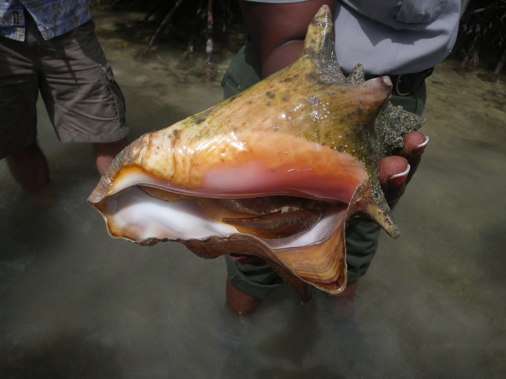 Queen Conch from Virgin Islands National Park, Virgin Islands, 78020 ...