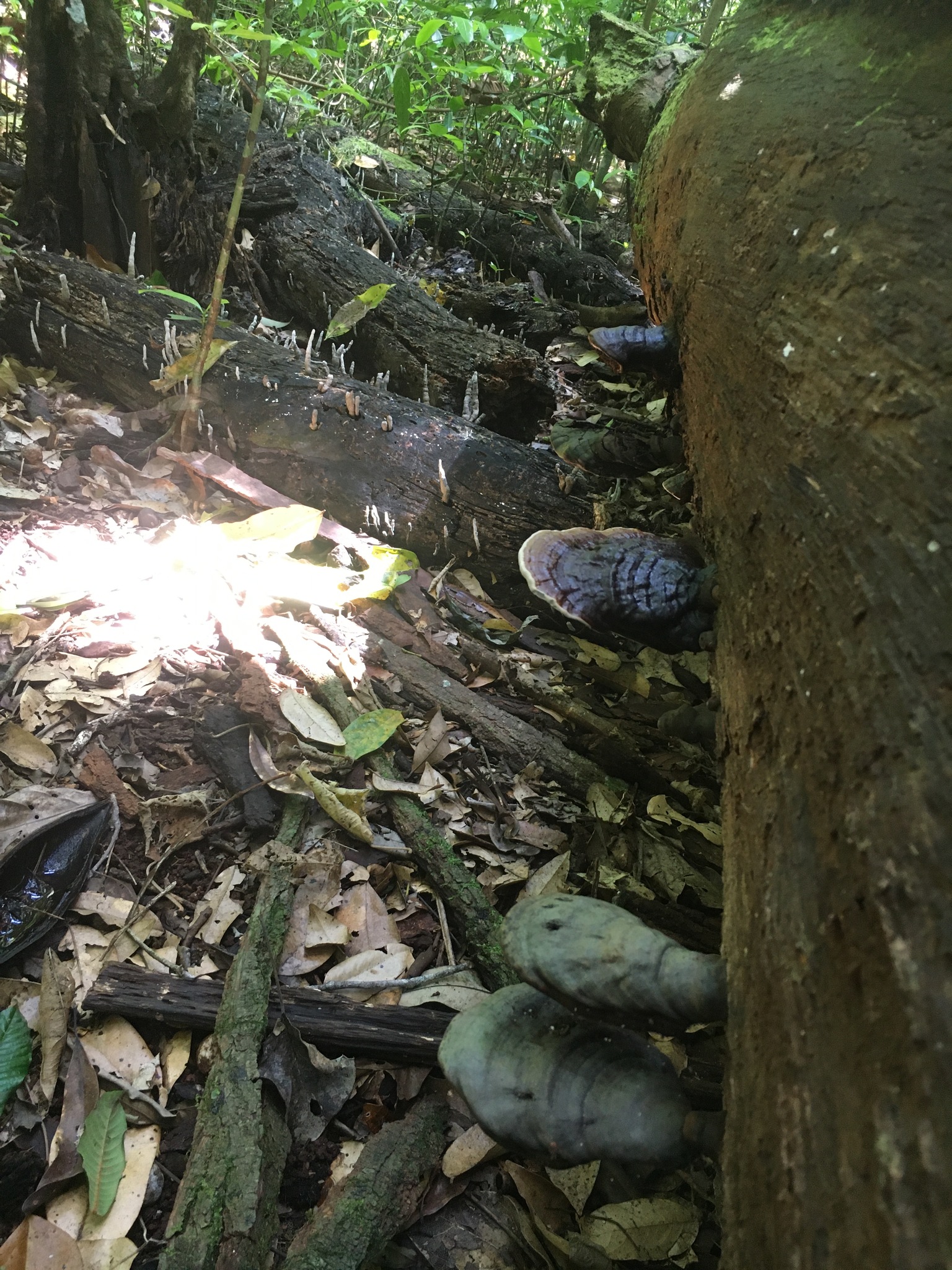 Ganoderma orbiforme (Fr.) Ryvarden