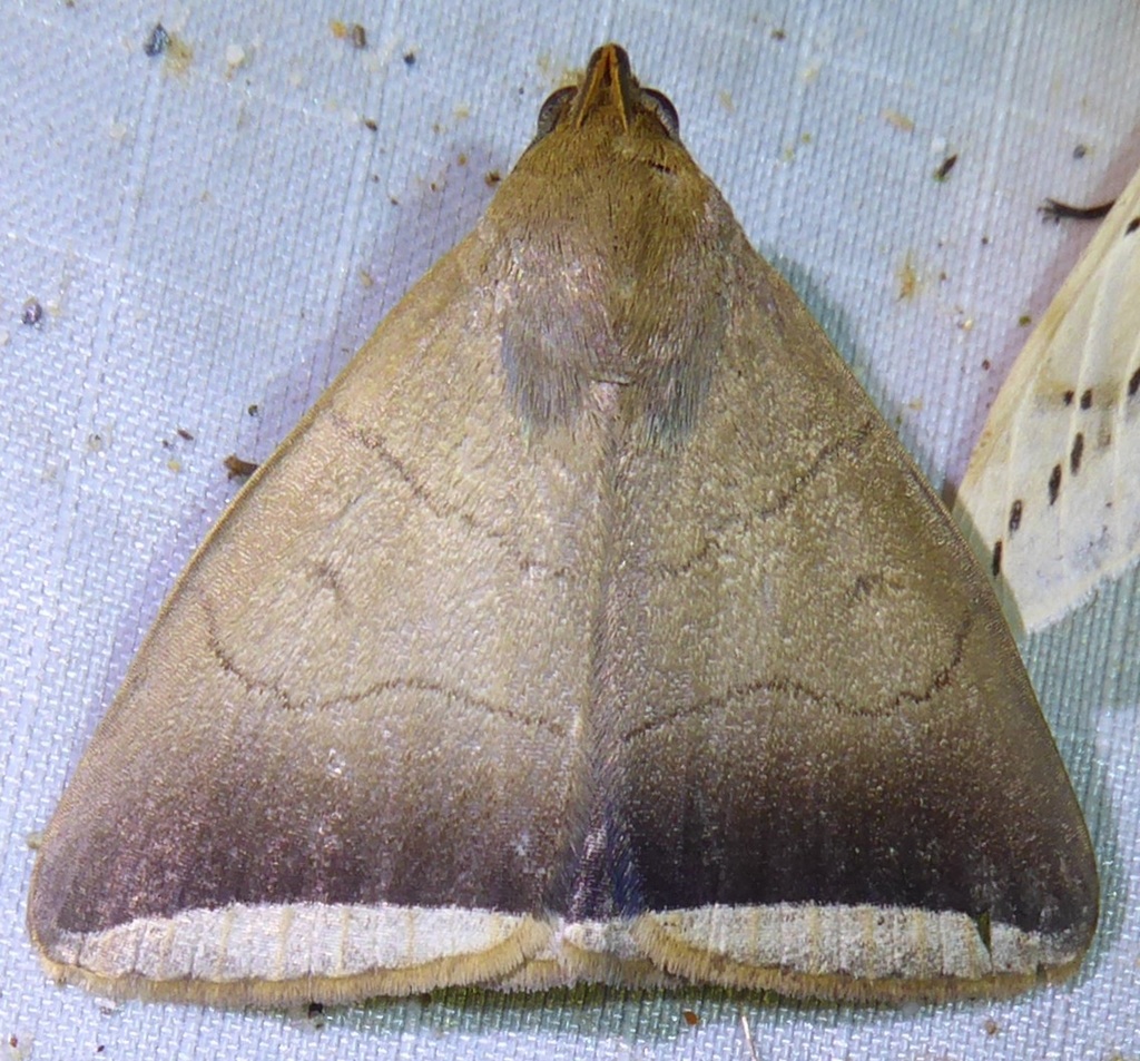 Simplicia schaldusalis from Bukit Fraser, 49000 Bukit Fraser, Pahang ...