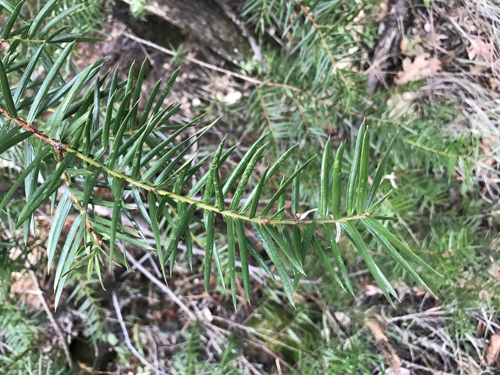 California torreya from 95942, Forest Ranch, CA, US on January 29, 2017 ...
