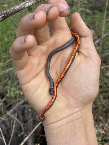 Ring-necked Snakes (Diadophis) - Snakes and Lizards