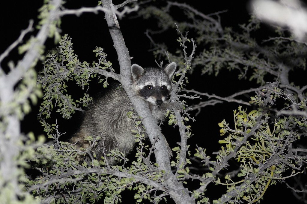 Raccoons (Procyon) - Know Your Mammals