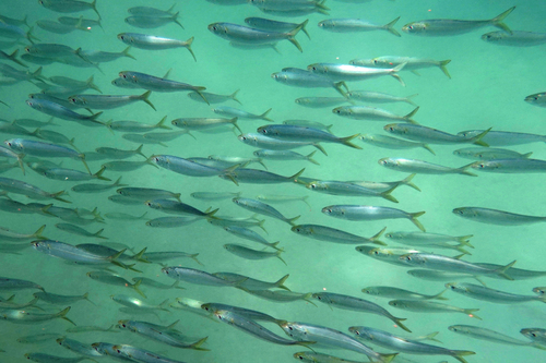 Scaly Mackerel (Sardinella lemuru) · iNaturalist