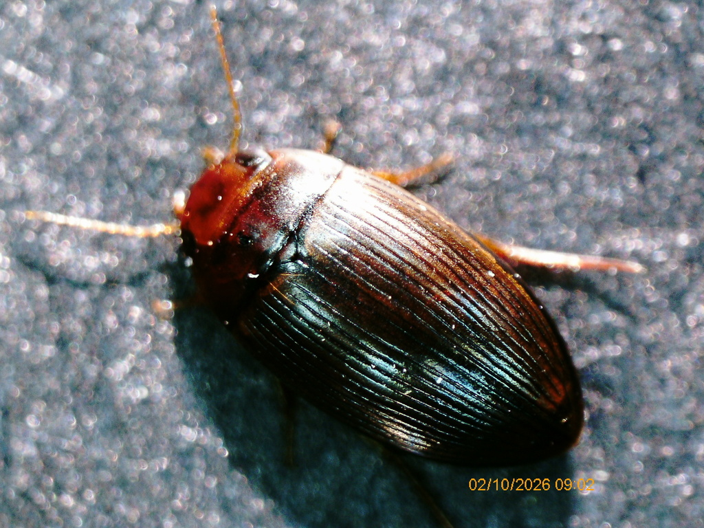 Copelatus glyphicus from Jackson County, MS, USA on February 10, 2026 ...