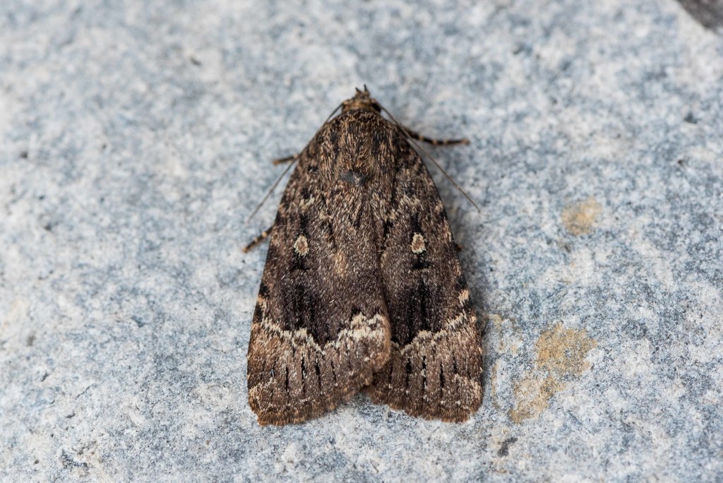 American Copper Underwing (Moths of the Richmond, Chesterfield, Henrico ...