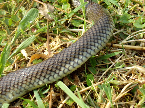 Brown Musurana (Paraphimophis rusticus) - Snakes and Lizards