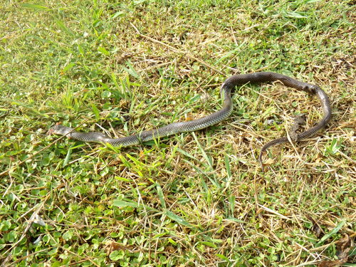 Brown Musurana (Paraphimophis rusticus) - Snakes and Lizards
