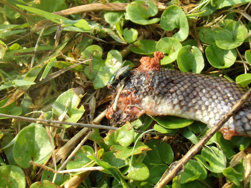Brown Musurana (Paraphimophis rusticus) - Snakes and Lizards