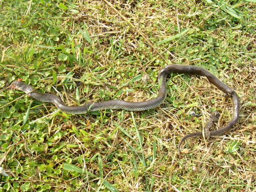 Brown Musurana (Paraphimophis rusticus) - Snakes and Lizards