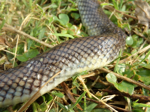 Brown Musurana (Paraphimophis rusticus) - Snakes and Lizards