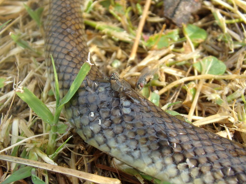 Brown Musurana (Paraphimophis rusticus) - Snakes and Lizards