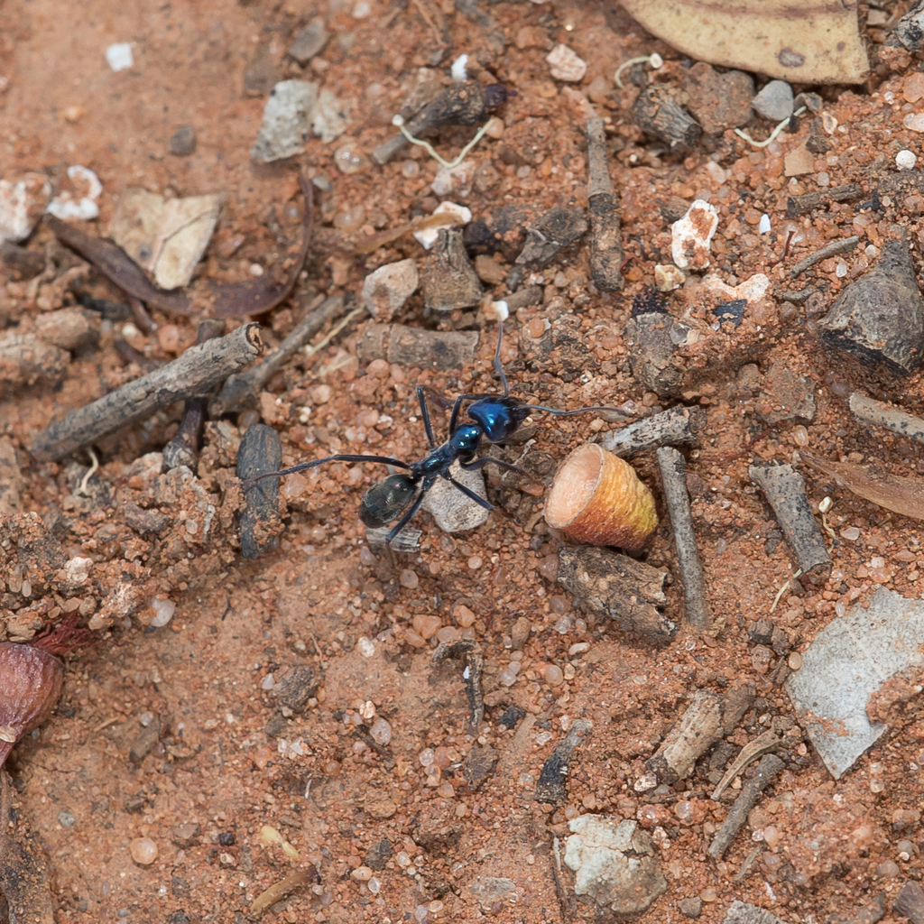 Blue Meat Ant from Blanchetown SA 5357, Australia on February 14, 2020 ...