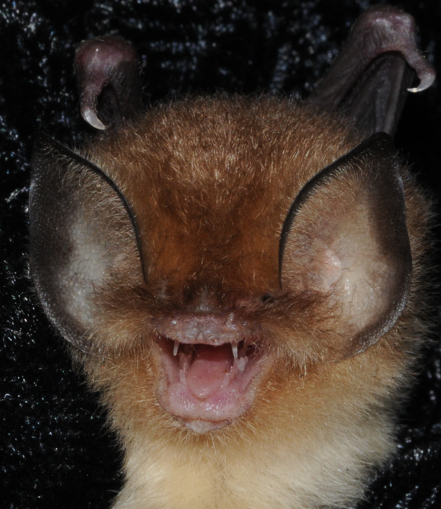 Caribbean Lesser Funnel-eared Bat (Chilonatalus micropus) - Know Your ...