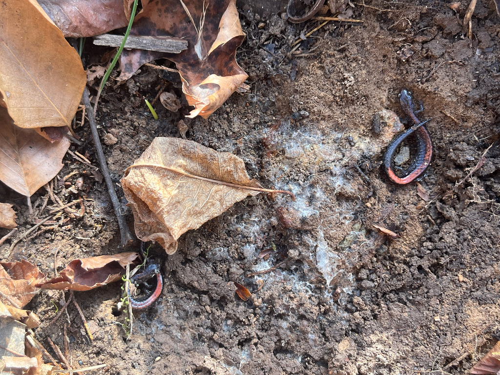 Eastern Red-backed Salamander in February 2026 by Matthew · iNaturalist