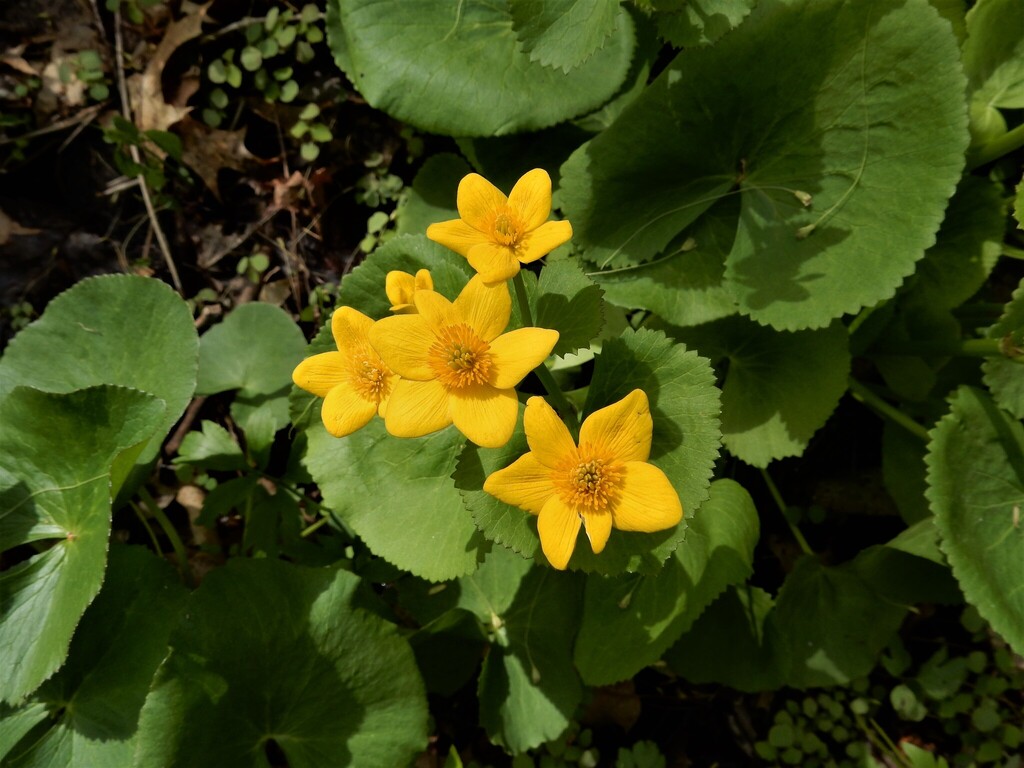 marsh marigold from Neillsville, WI 54456, USA on May 20, 2019 at 04:29 ...