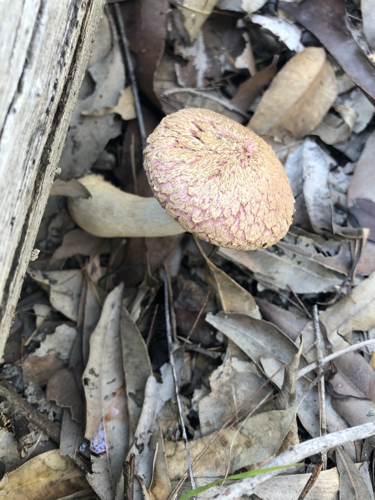 Boletellus ananiceps from Toohey Forest Park, Nathan, QLD, AU on ...
