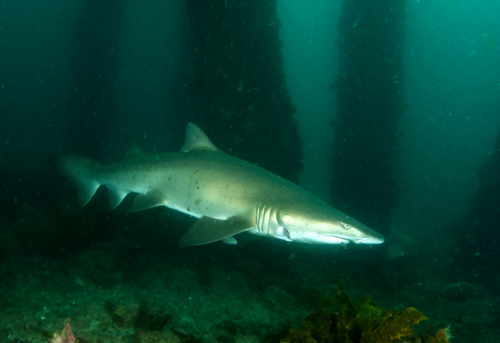 Sand Tiger Shark from Bass Point nsw on January 29, 2017 at 12:08 PM by ...