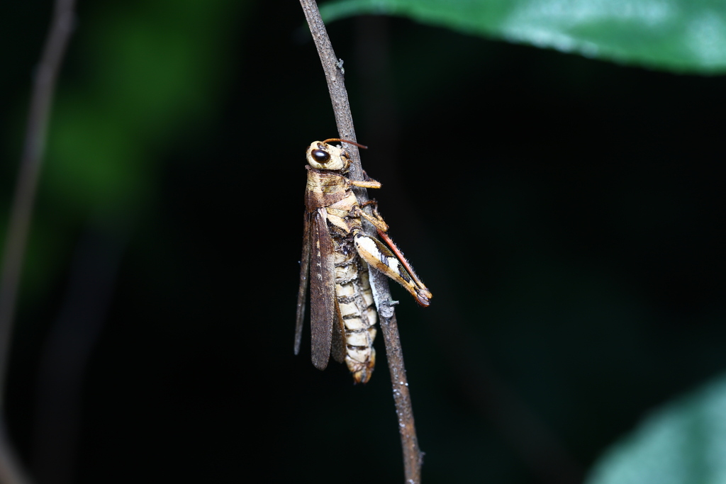 Entomophaga grylli from 中国浙江省杭州市西湖区 on June 3, 2019 at 10:33 AM by Li ...