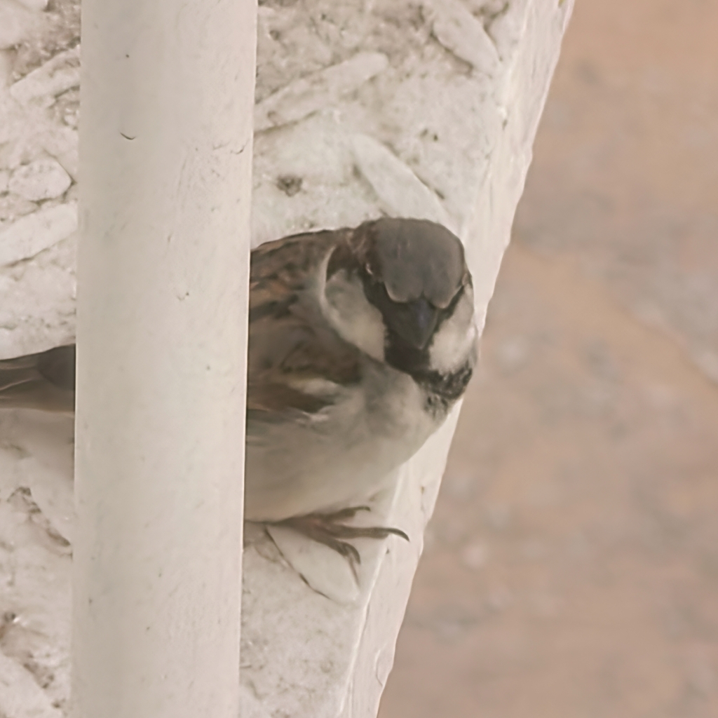 House Sparrow from Al Tallah 2 - Ajman - United Arab Emirates on ...
