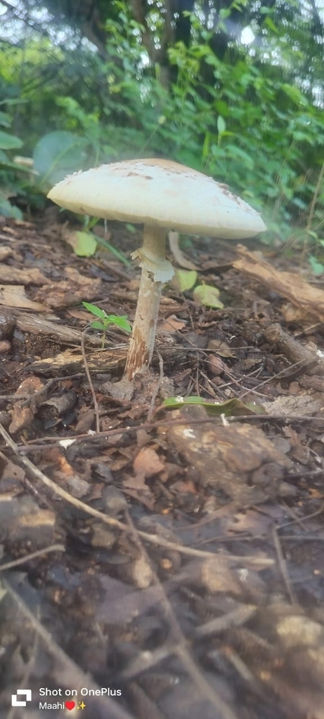 Common Gilled Mushrooms and Allies from 11-1, 1opp Ground, Charmahal ...