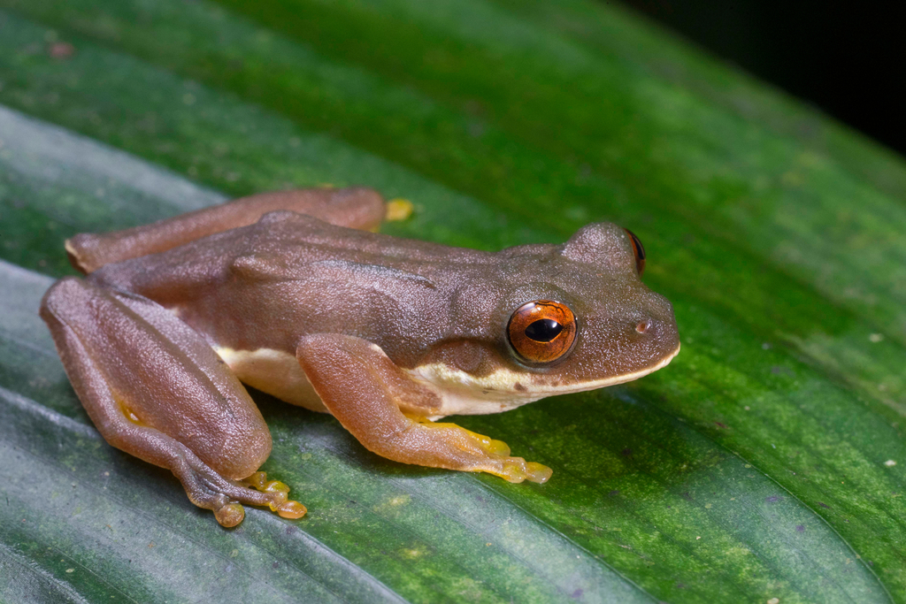 Schmidt's Mountain Brook Frog from Tapachula, Chiapas, Mexico on July ...