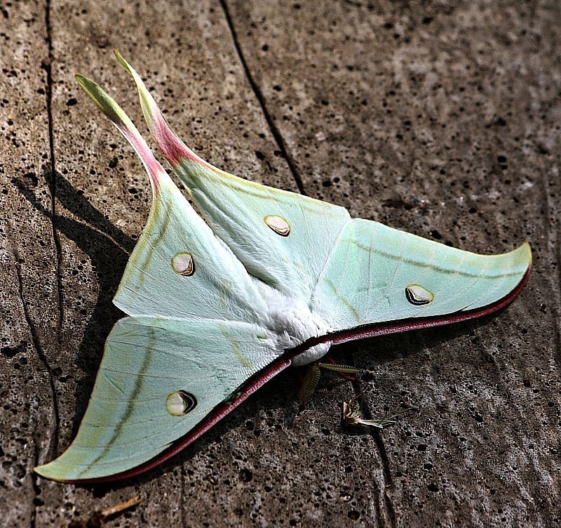 Indian Moon Moth from Chennai, IN-AP, IN on January 01, 2010 by Mymoon ...