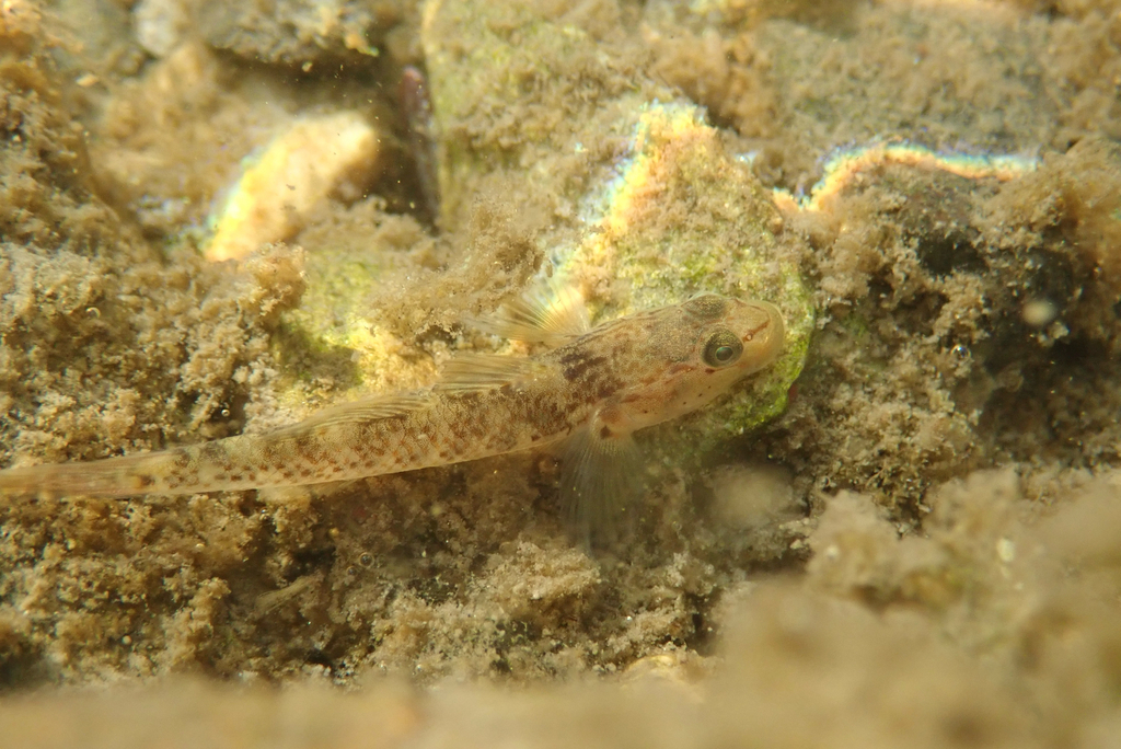 Lizard Goby from Ishinkoen 4-Chōme, Yamaguchi, Yamaguchi, JP on ...