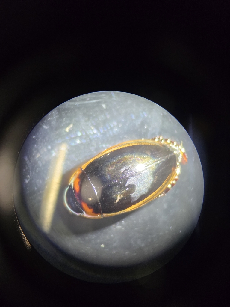 Hydaticus seminiger from Bremen Knoops Park, 28759 Bremen, Germania on ...