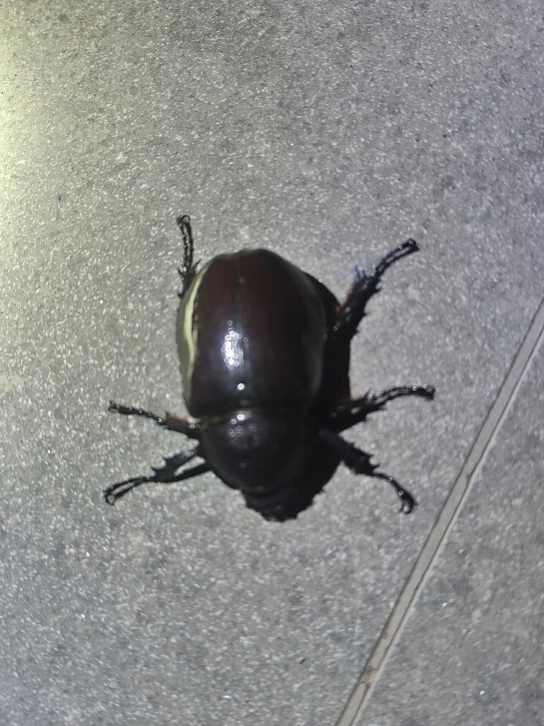 Xylotrupes florensis from GVHG+FJ8, Labuan Bajo, Komodo, West Manggarai ...