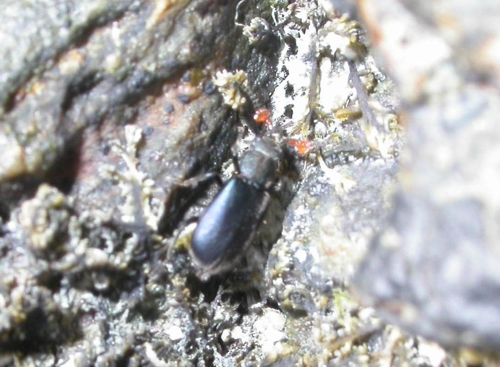 Laius asahinai in April 2008 by masakazu-hayashi · iNaturalist