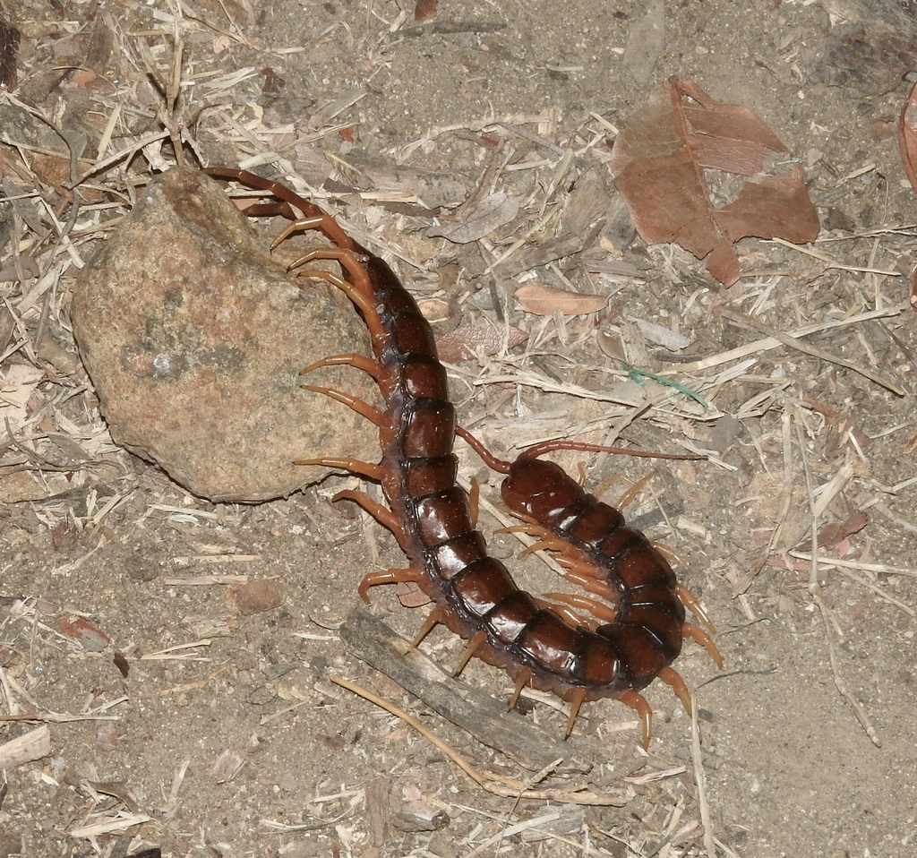 Pacific Giant Centipede from West Manggarai Regency, East Nusa Tenggara ...