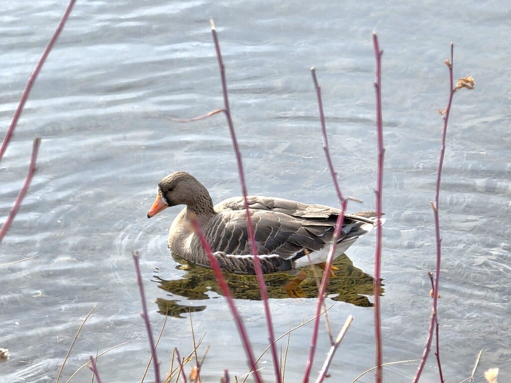 Greater White-fronted Goose from 520 SW Powerhouse Dr #624, Bend, OR ...