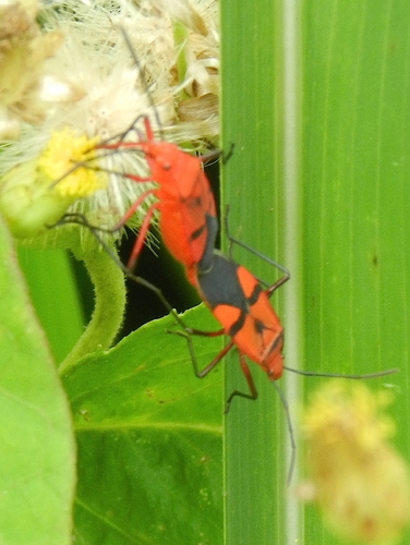 Dysdercus fervidus · iNaturalist