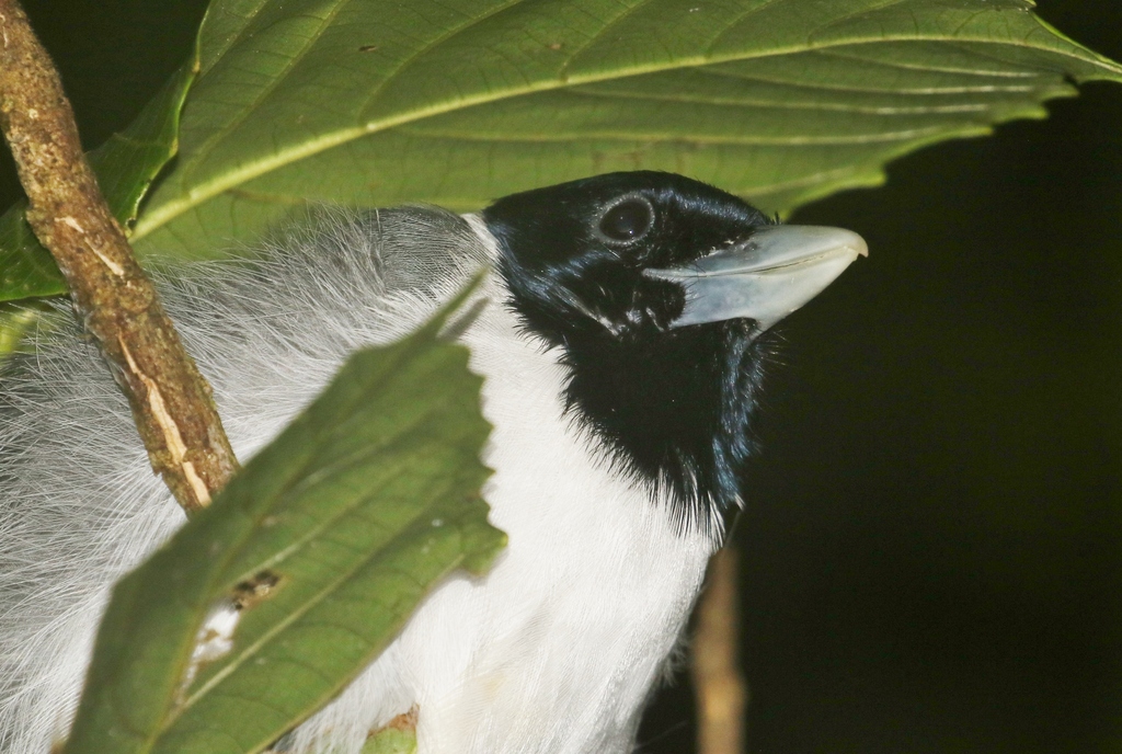 Pollen's Vanga in January 2026 by James Bailey · iNaturalist