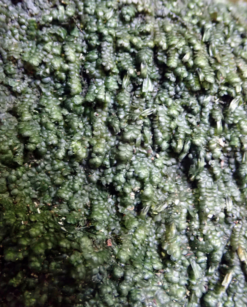 (Radula marginata) - Botanical Realm